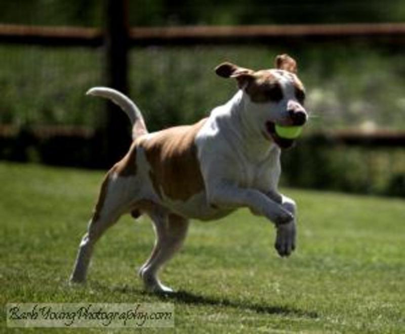 Montrose Animal Control Stray Search Results