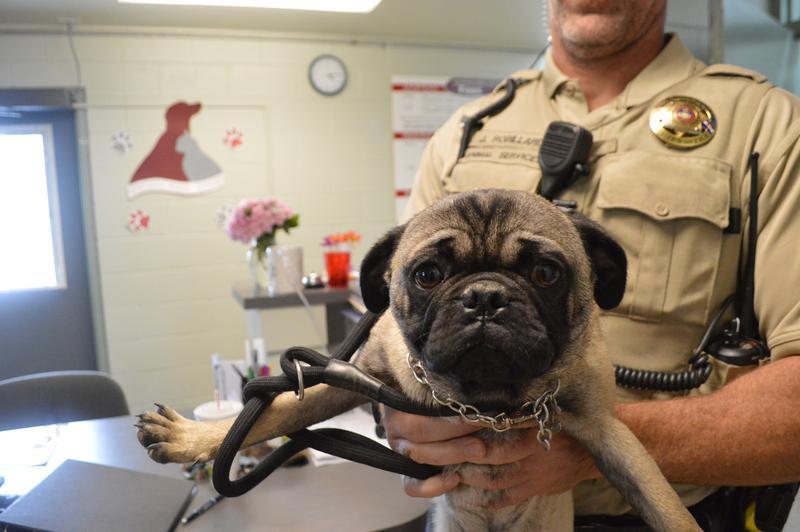 Montrose Animal Control Stray or Lost Animal Search Results