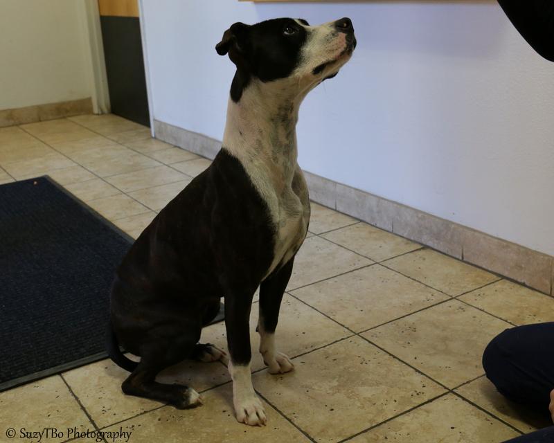 Montrose Animal Control Adoption Search Results