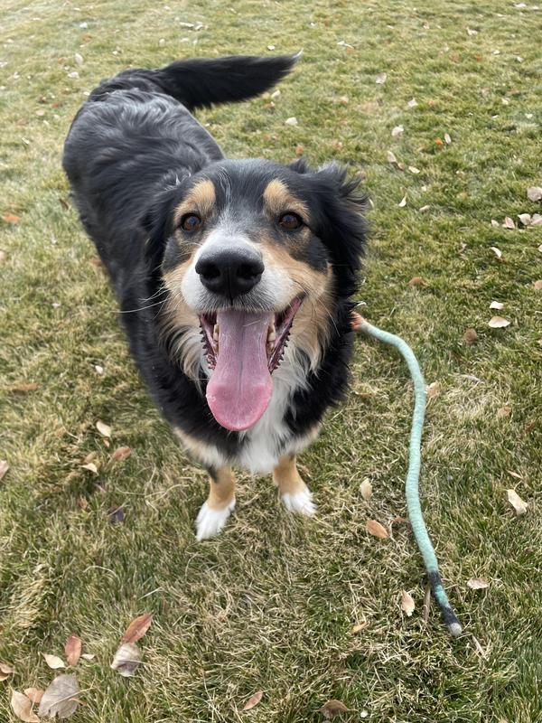 Montrose Animal Control Adoption Search Results