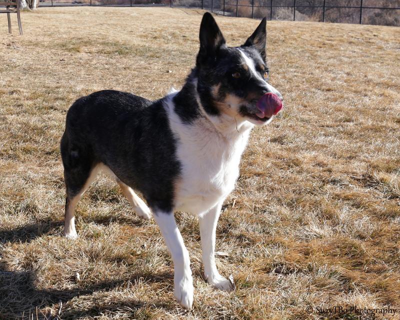 Montrose Animal Control Adoption Search Results