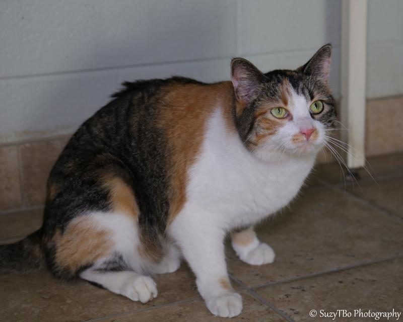 Montrose Animal Control Adoption Search Results