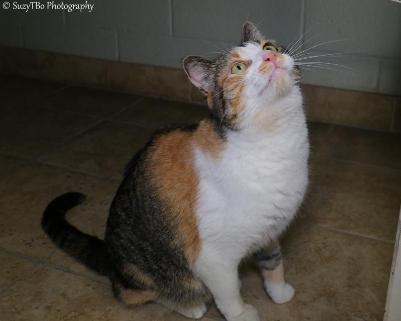 Montrose Animal Control Adoption Search Results