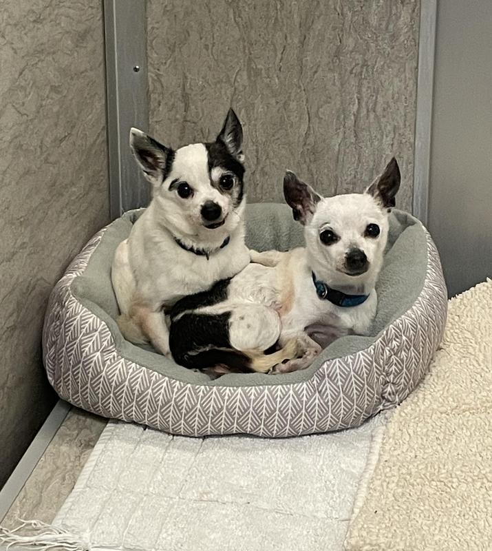 Montrose Animal Control Adoption Search Results