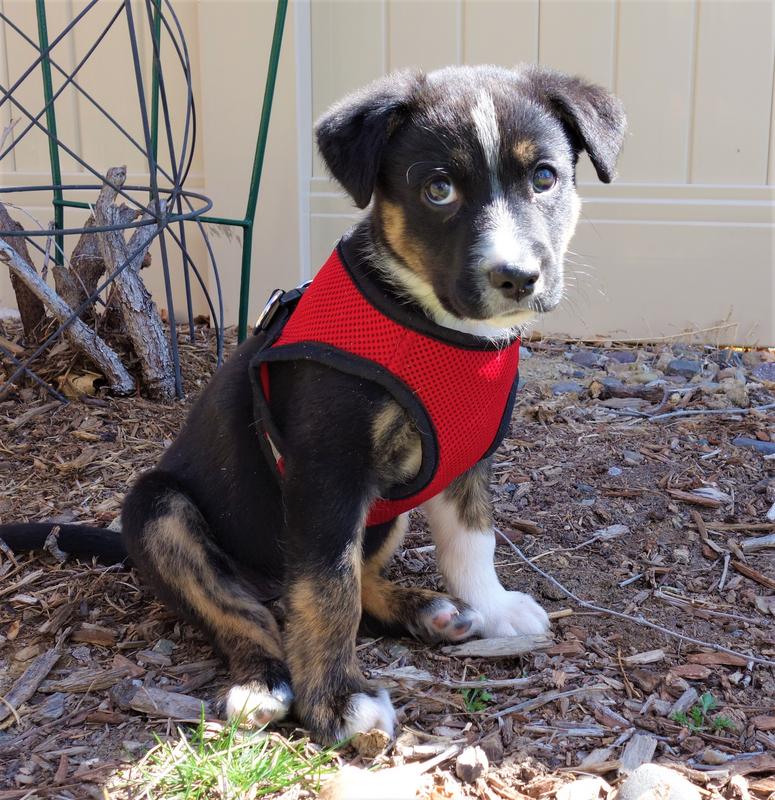 Montrose Animal Control Adoption Search Results