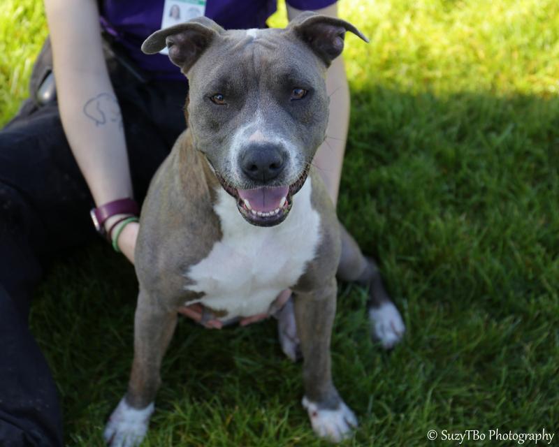 Montrose Animal Control Adoption Search Results