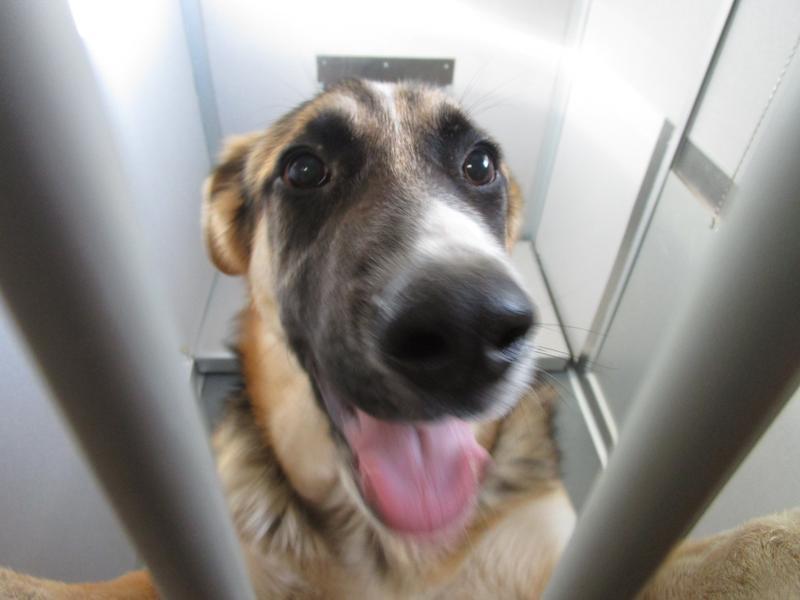 Montrose Animal Control Stray or Lost Animal Search Results