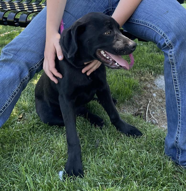 Montrose Animal Control Adoption Search Results