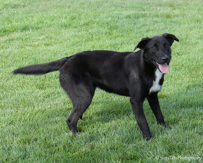 Montrose Animal Control Adoption Search Results