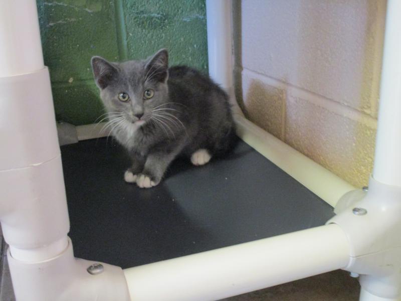 Montrose Animal Control Adoption Search Results