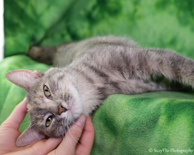 Montrose Animal Control Adoption Search Results
