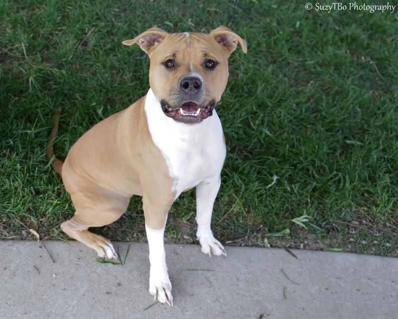 Montrose Animal Control Adoption Search Results