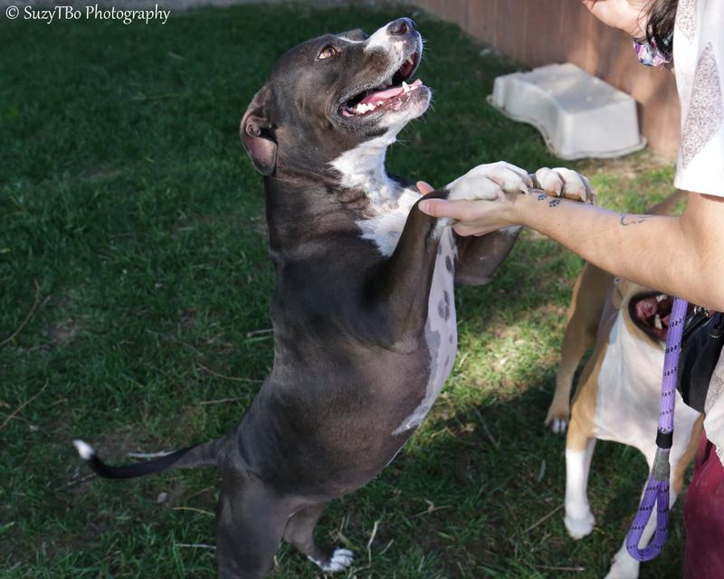 Montrose Animal Control Adoption Search Results