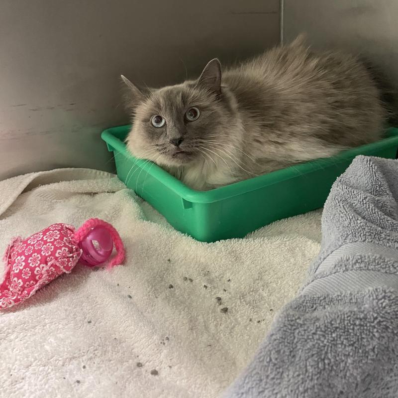 Montrose Animal Control Adoption Search Results