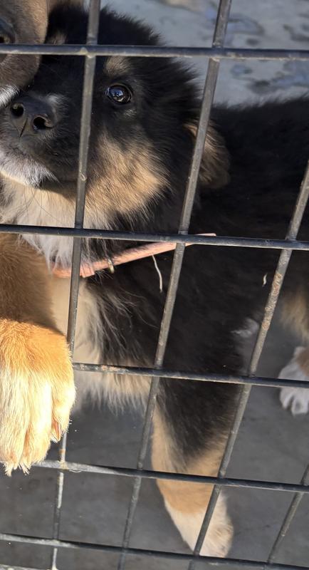 Montrose Animal Control Stray or Lost Animal Search Results