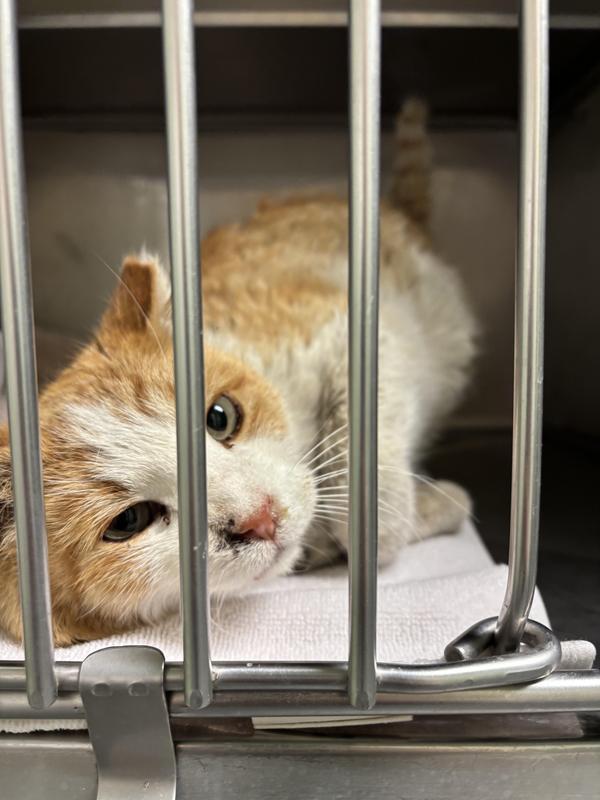 Montrose Animal Control Stray or Lost Animal Search Results