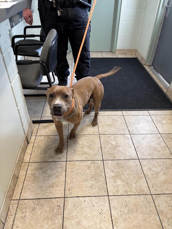 Montrose Animal Control Stray or Lost Animal Search Results