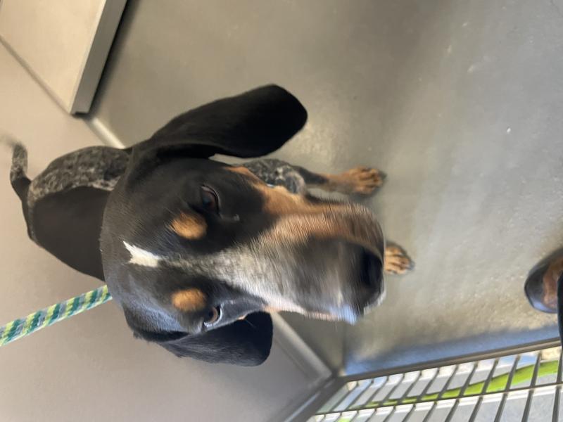 Montrose Animal Control Stray or Lost Animal Search Results