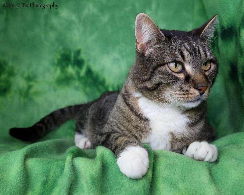 Montrose Animal Control Adoption Search Results