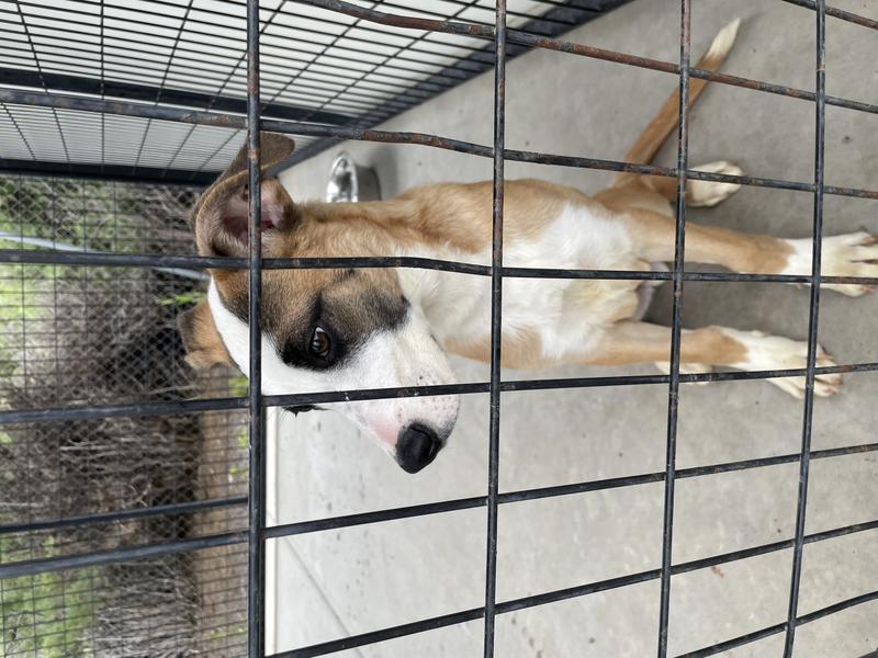 Montrose Animal Control Stray or Lost Animal Search Results