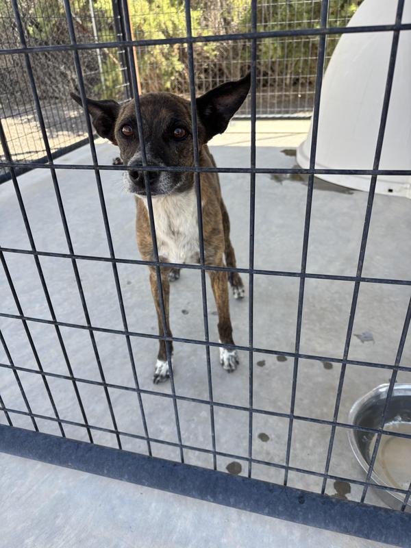 Montrose Animal Control Stray or Lost Animal Search Results