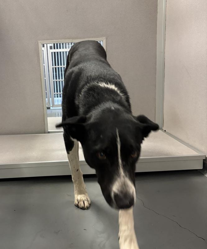 Montrose Animal Control Stray or Lost Animal Search Results