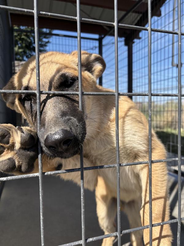 Montrose Animal Control Stray or Lost Animal Search Results