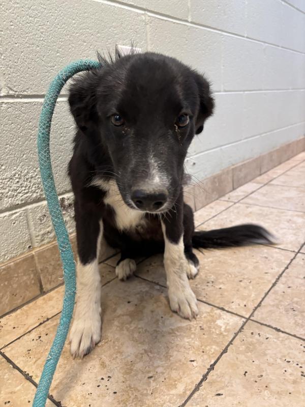 Montrose Animal Control Stray or Lost Animal Search Results