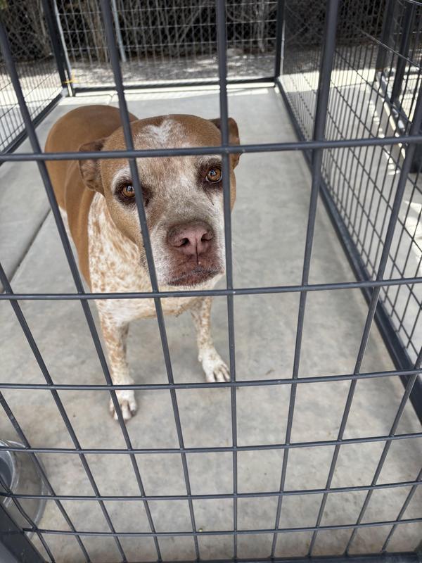 Montrose Animal Control Stray or Lost Animal Search Results