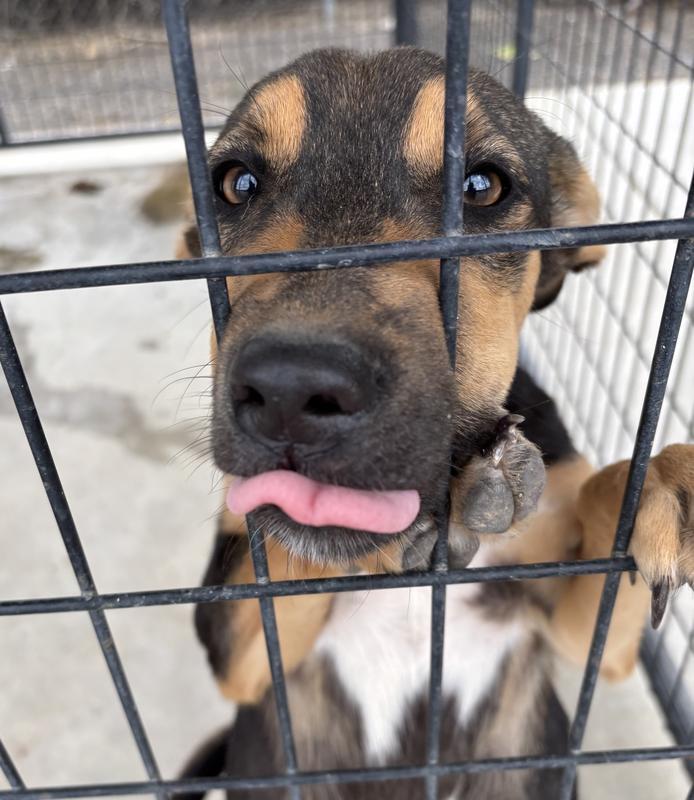 Montrose Animal Control Stray or Lost Animal Search Results