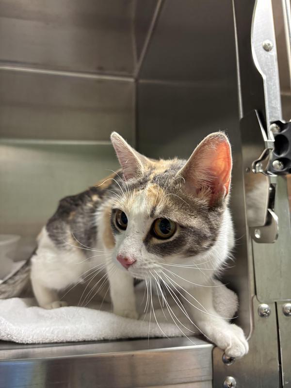 Montrose Animal Control Stray or Lost Animal Search Results