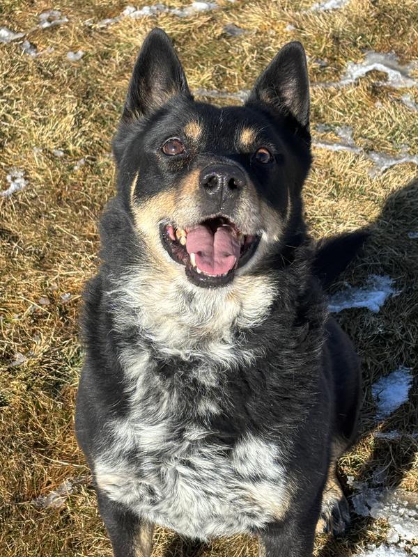 Montrose Animal Control Stray or Lost Animal Search Results