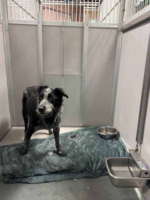 Montrose Animal Control Stray or Lost Animal Search Results