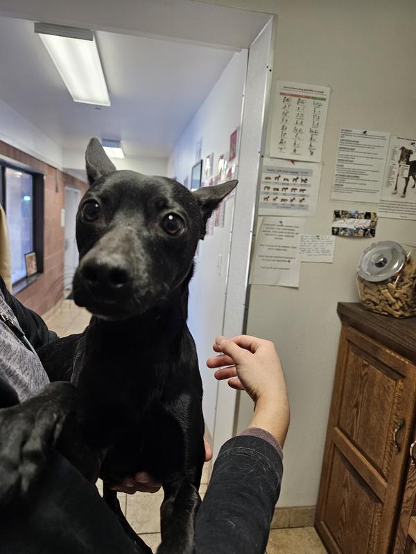 Montrose Animal Control Stray or Lost Animal Search Results