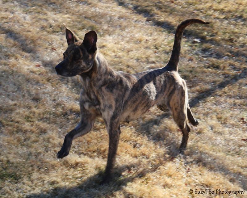 Montrose Animal Control Stray or Lost Animal Search Results